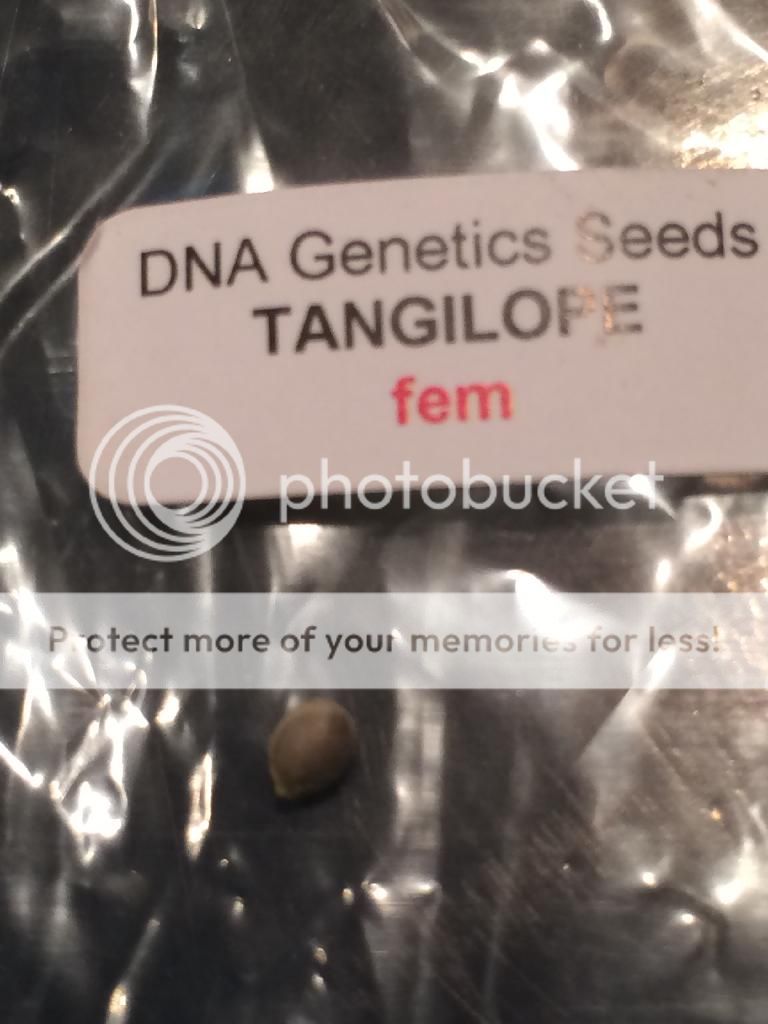 DNA Genetics Tangilope Attitude Freebie | Rollitup