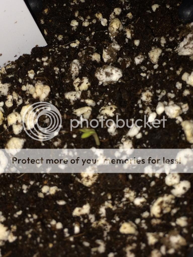 DNA Genetics Tangilope Attitude Freebie | Rollitup