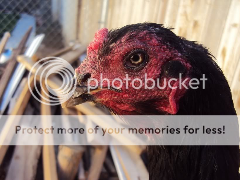 Ga Noi hen | BackYard Chickens - Learn How to Raise Chickens