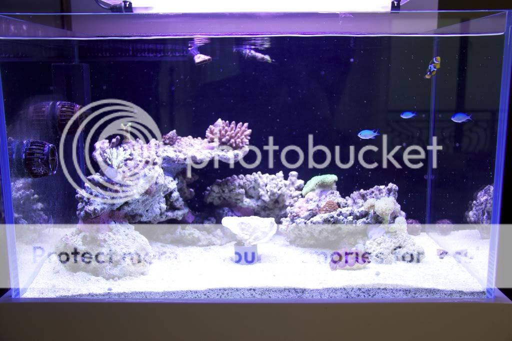 55 gallon aquascaping? - Page 2 - Reef Central Online Community